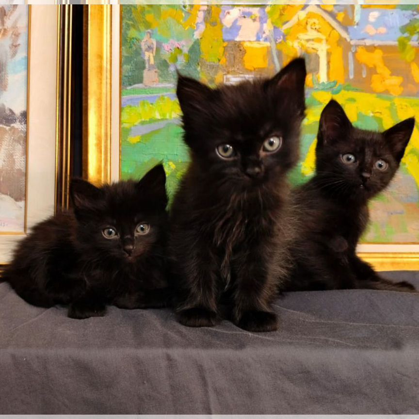 Бомбейский котёнок