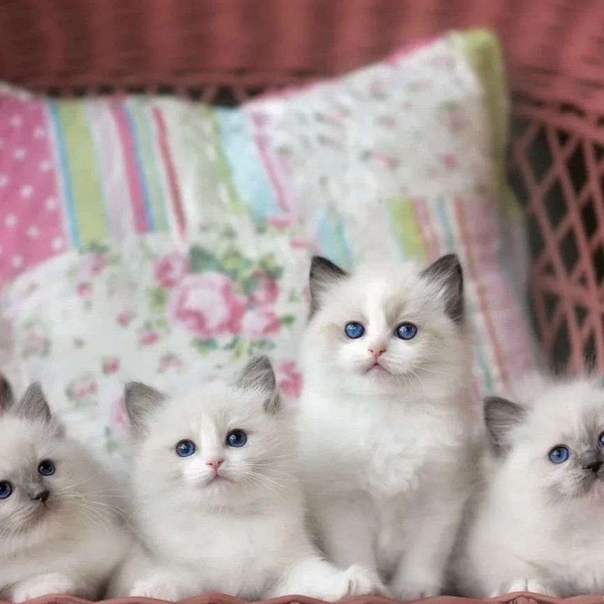 Элитные неваки