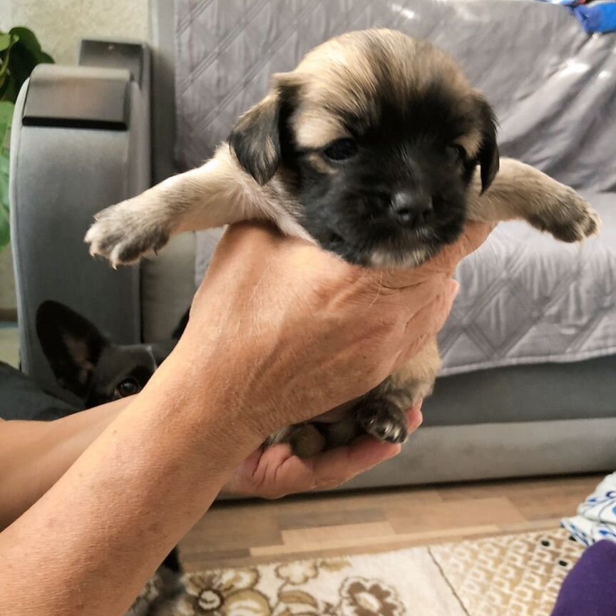 Отдам в добрые руки месячных собачат