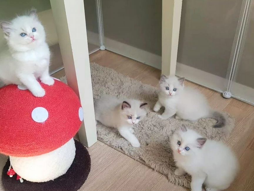 Рэгдолл биколор