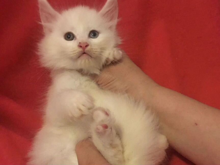 Белые мейн -куны котята