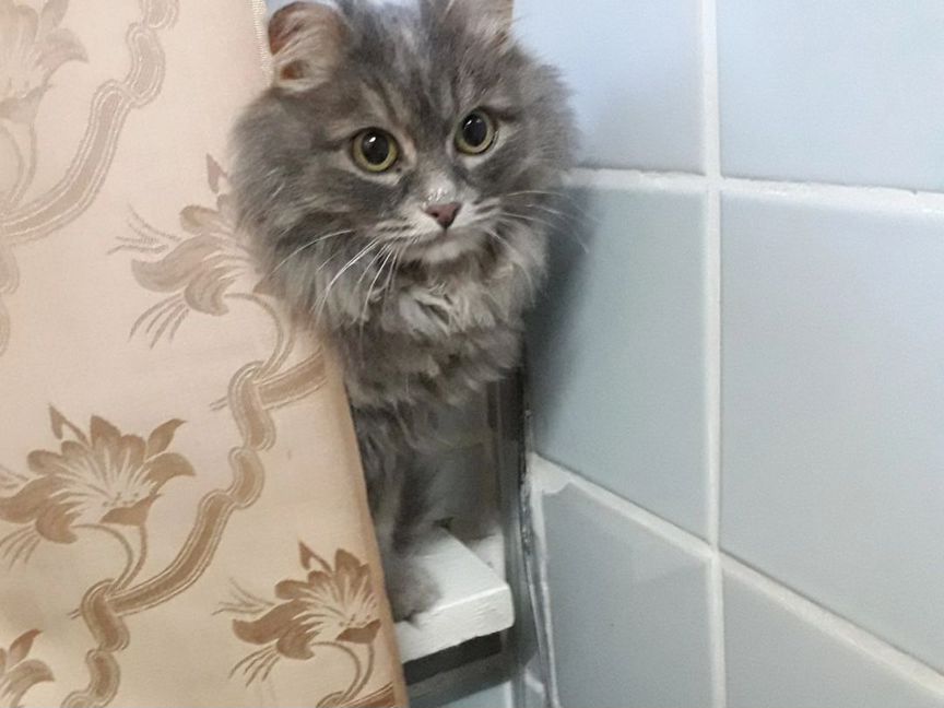 Кошка Мышка в поисках дома