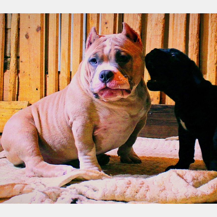 Американский булли. Мальчишка с друзьями