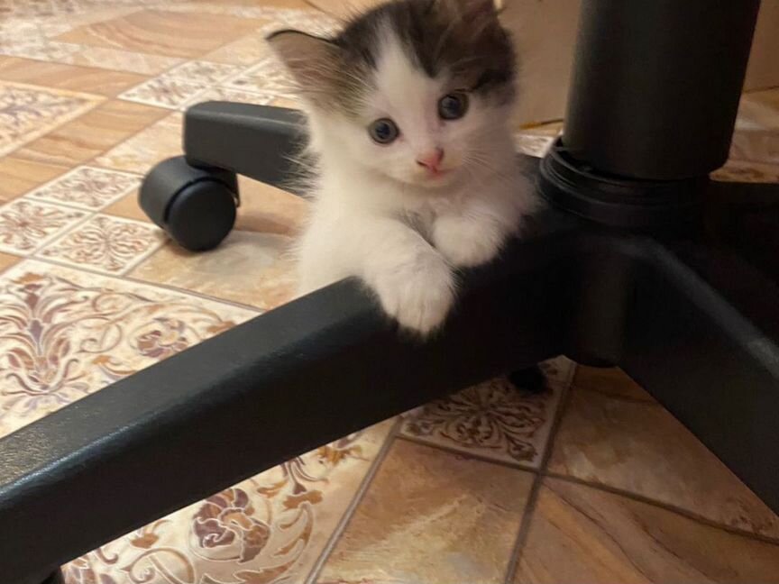 Котёнок