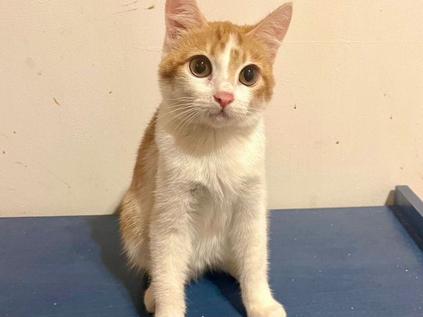 Котик в добрые руки