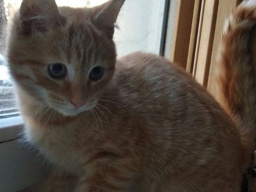 Рыжий малыш ищет мам-пап