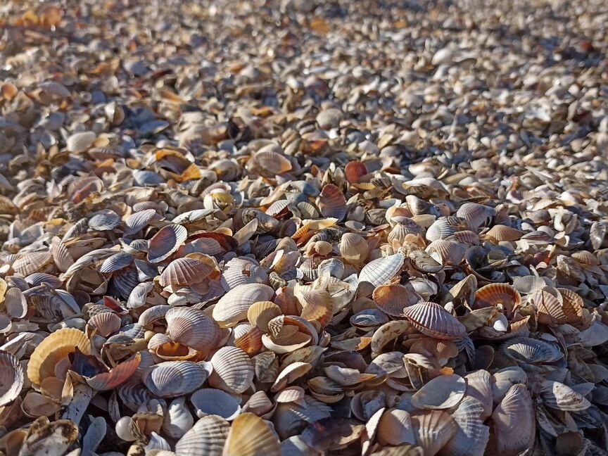 Корм для птицы кур Ракушка кормовая ракушечник