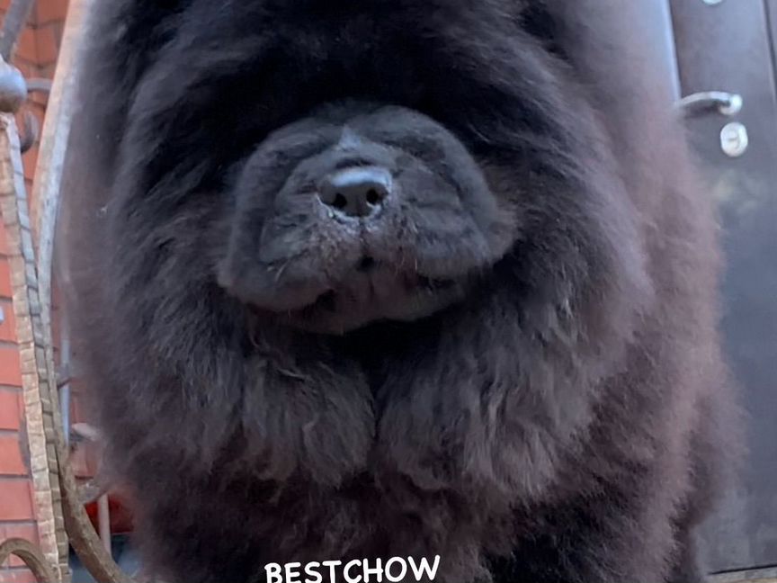 Щенки чау-чау мини мальчик