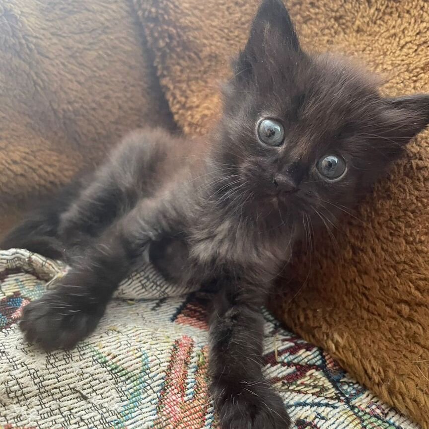 Котята