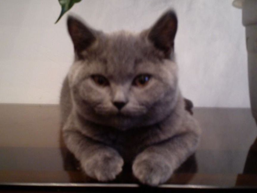 Отдам котят