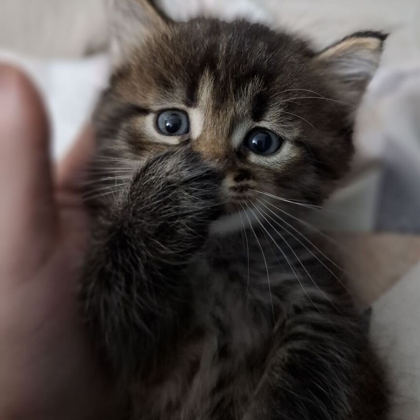 Котёнок в добрые руки