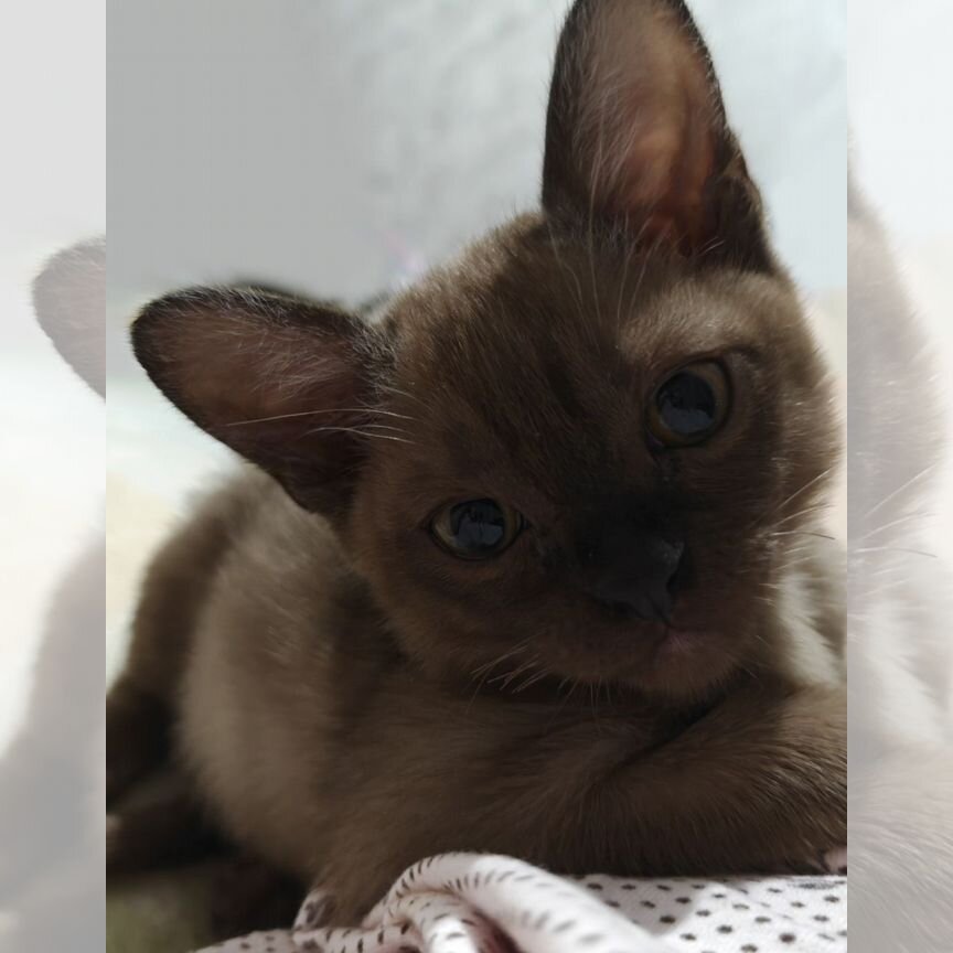 Европейский бурманский котёнок