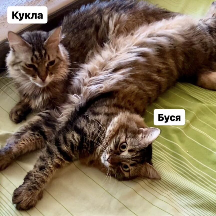 Кошечки с тяж судьбой в добрые руки