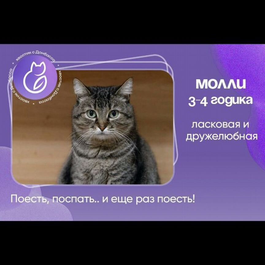 Кошечка Молли ищет дом