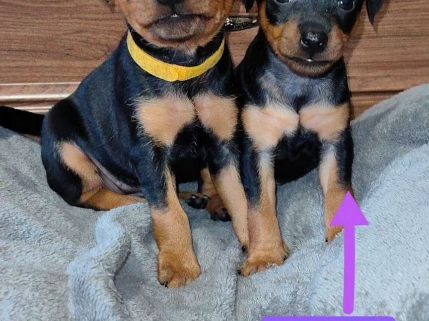 Щенки цвергпинчера