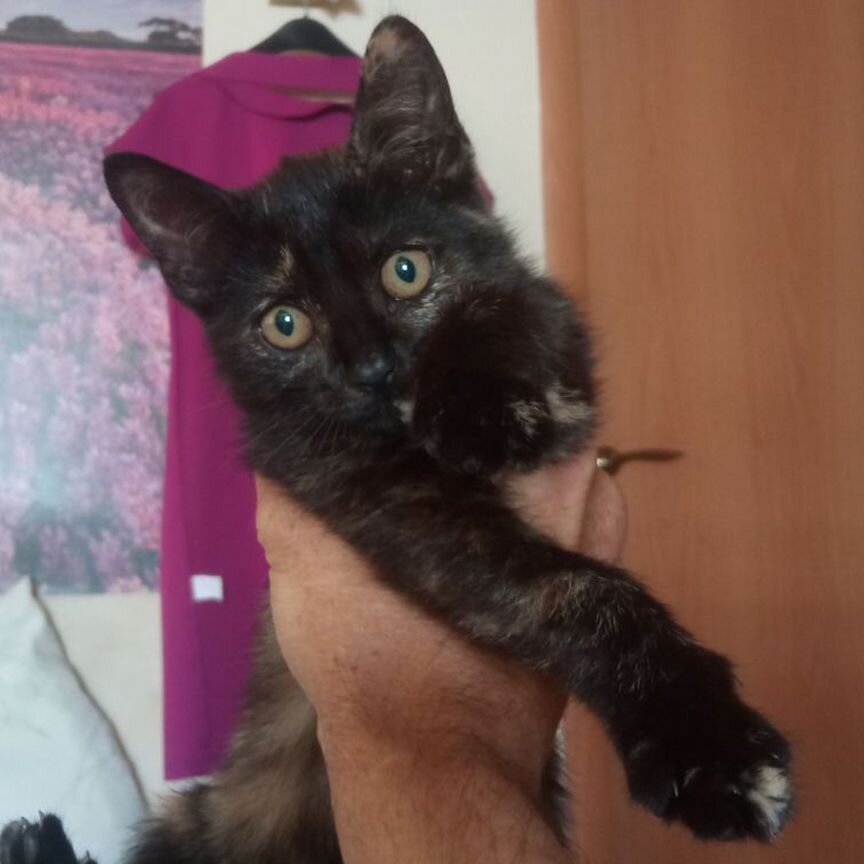 Котёнок