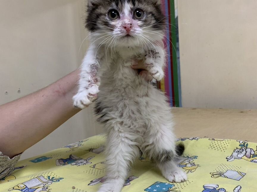 Котенок 2 мес девочка