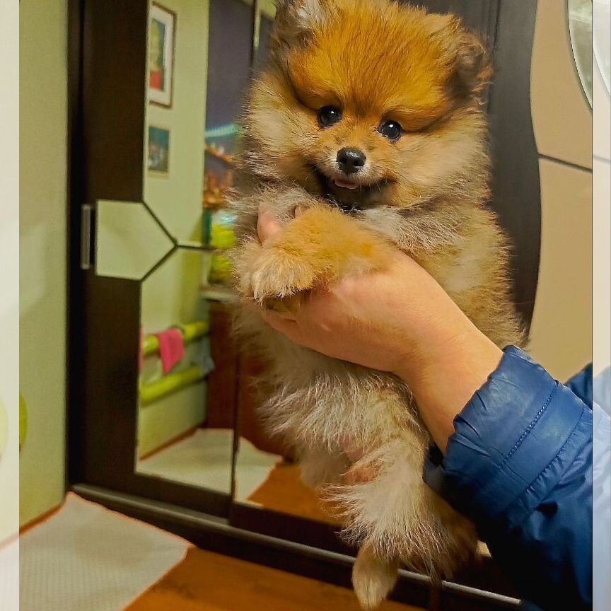 Малый немецкий шпиц