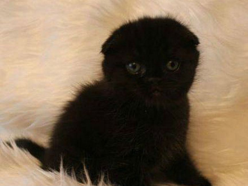 Идеальная плюшевая черная кошечка