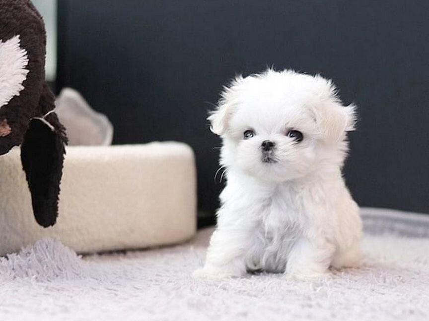 Мальчик мальтийская болонка из Кореи