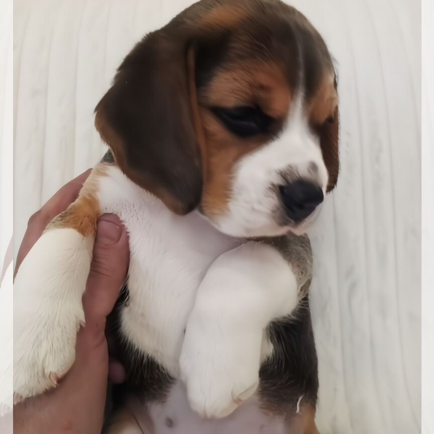 Бигль, щенок