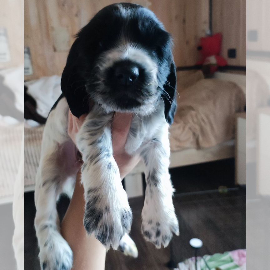 Кокер спаниель, щенок