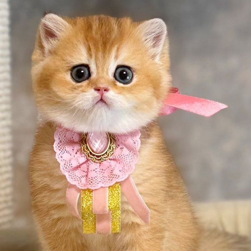 Шотландский прямоухий короткошёрстный котёнок