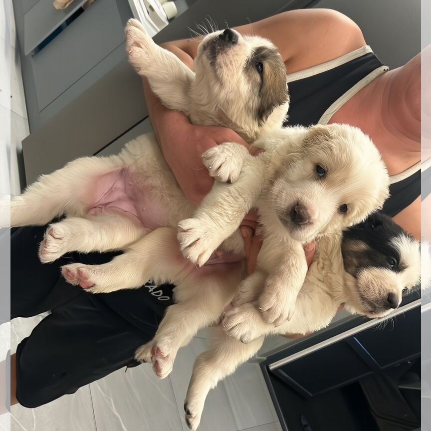 Среднеазиатская овчарка, щенок