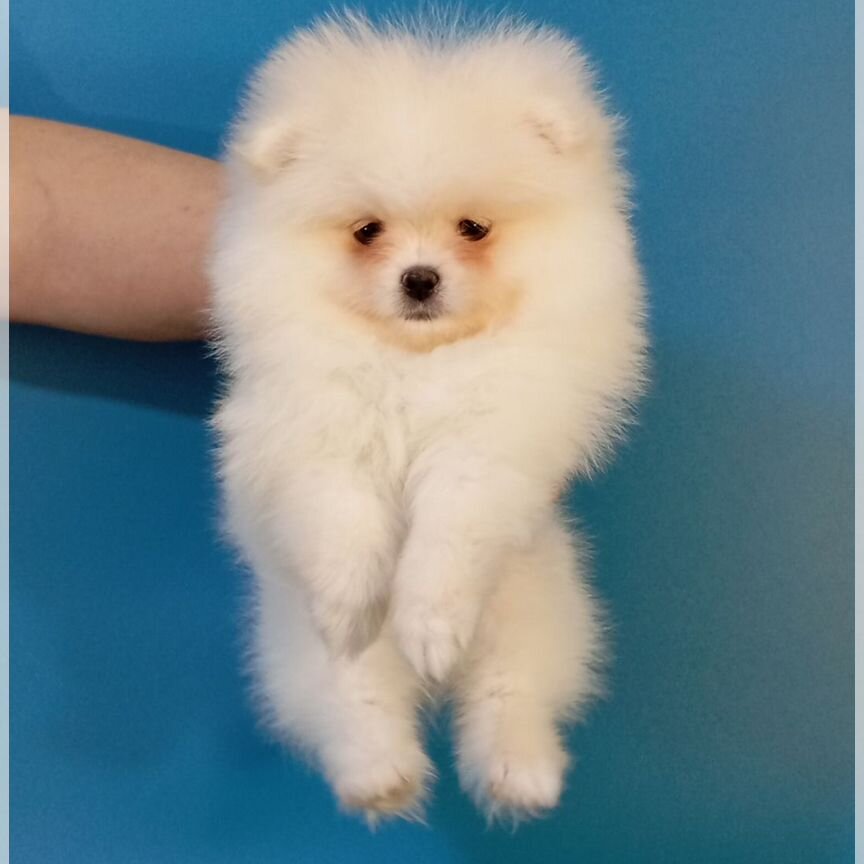 Померанский шпиц, щенок