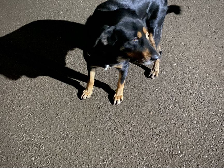 Собака потеряшка по ул. Фасадная