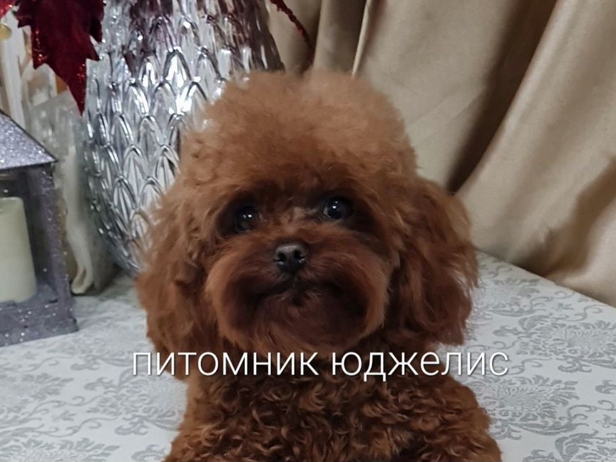 Вязка Тедди пудель мини (Китай) Гуччи