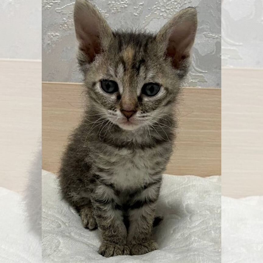 Котёнок от частного владельца