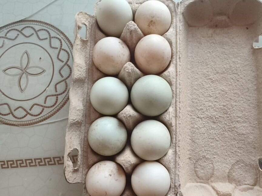 Утиные яйца