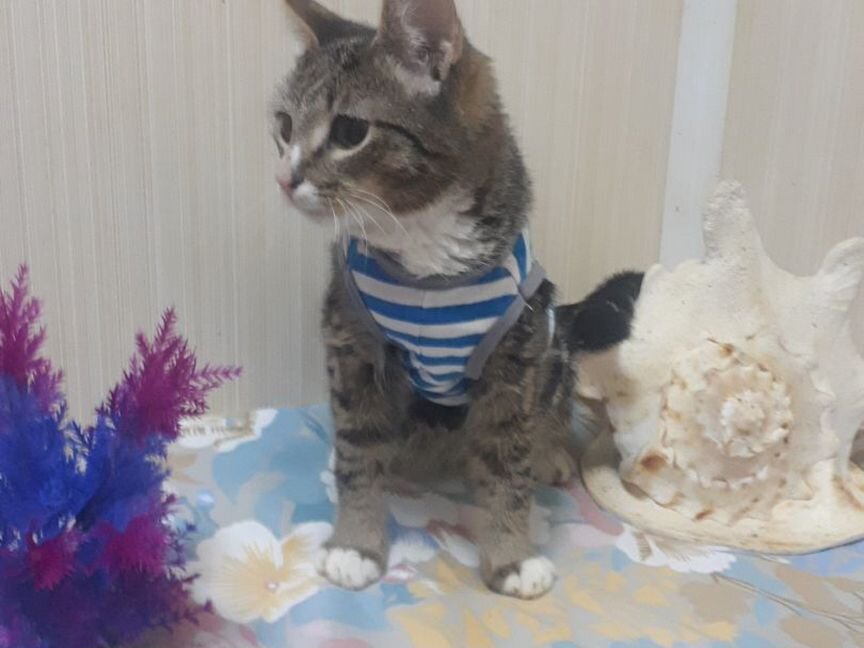 Котенок Витек