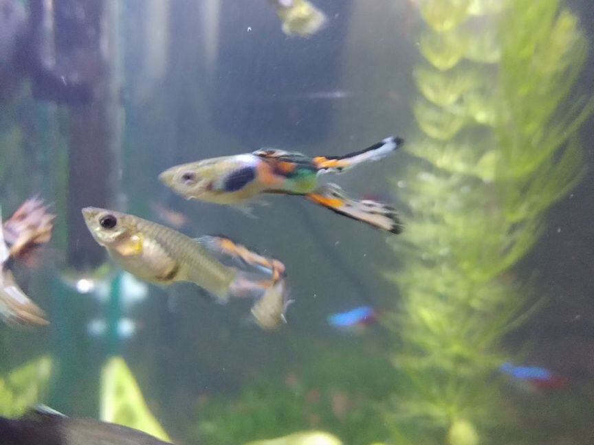 Аквариумные рыбки и сомики