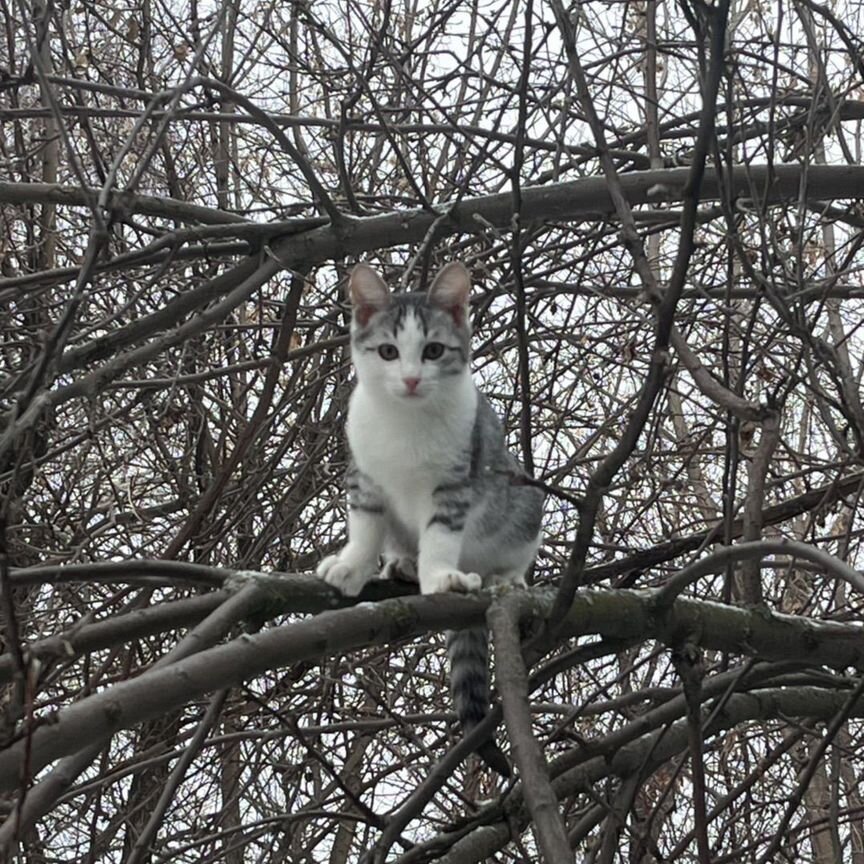 Котенок, кот, кошка, котята 4 мес