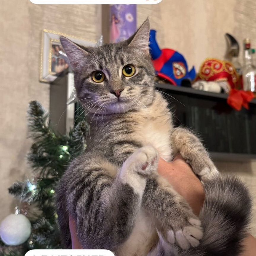 Котенок в добрые руки