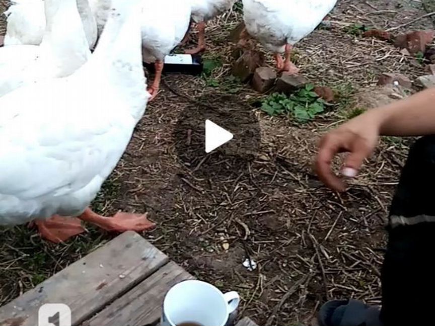 Продам семью. 4 гусыни и 1 гусь Ганс. 1.5 года