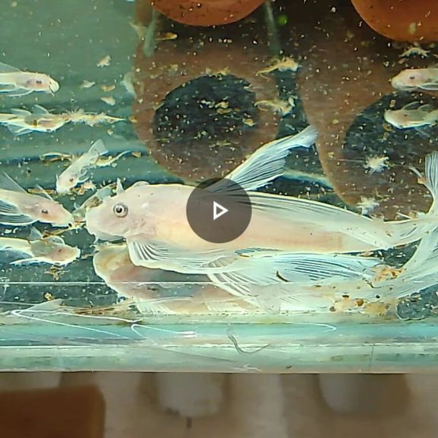 Анцитрус снежок вуаль