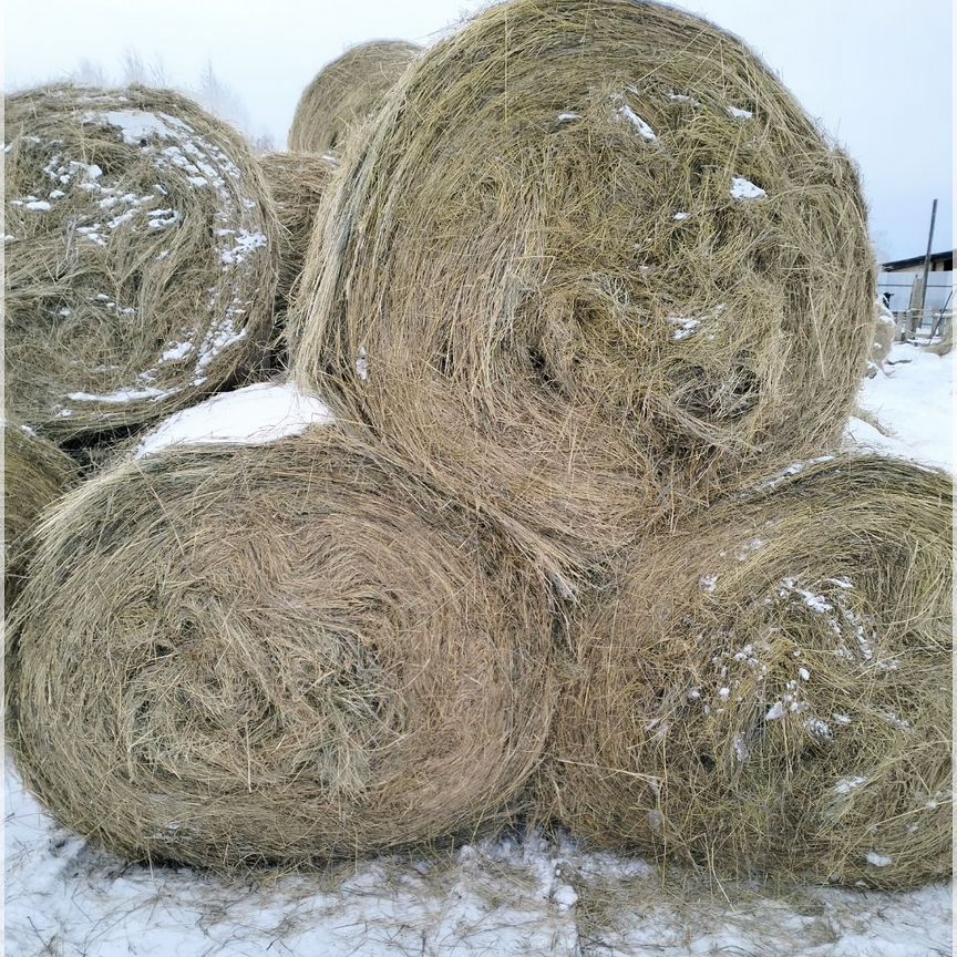 Продам сено в рулонах
