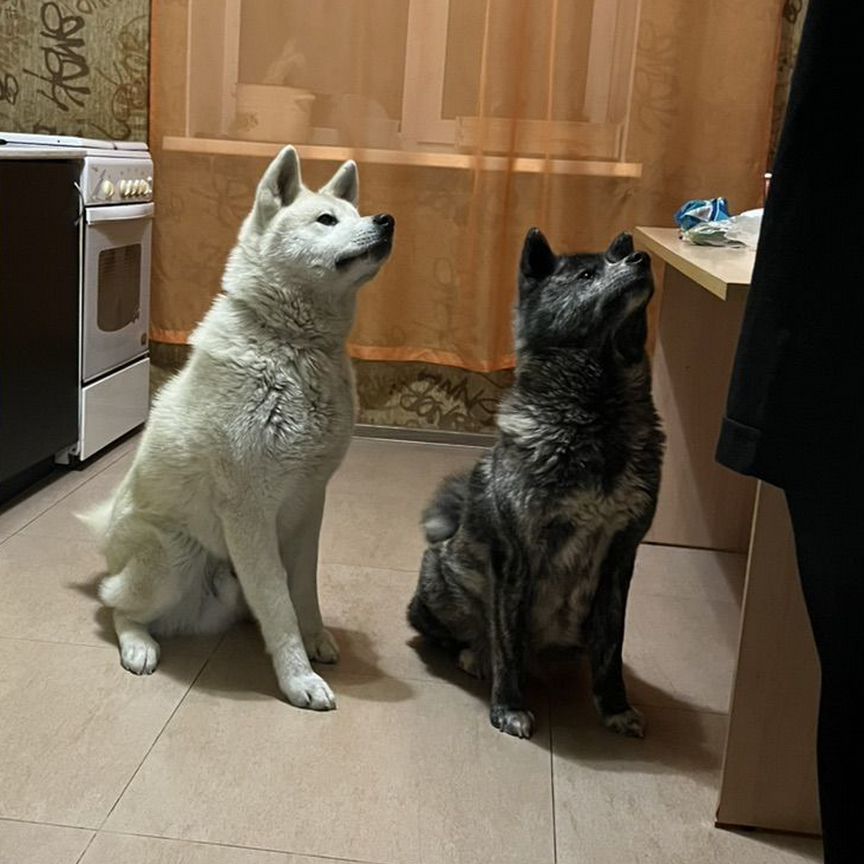 Щенки Акита Ину