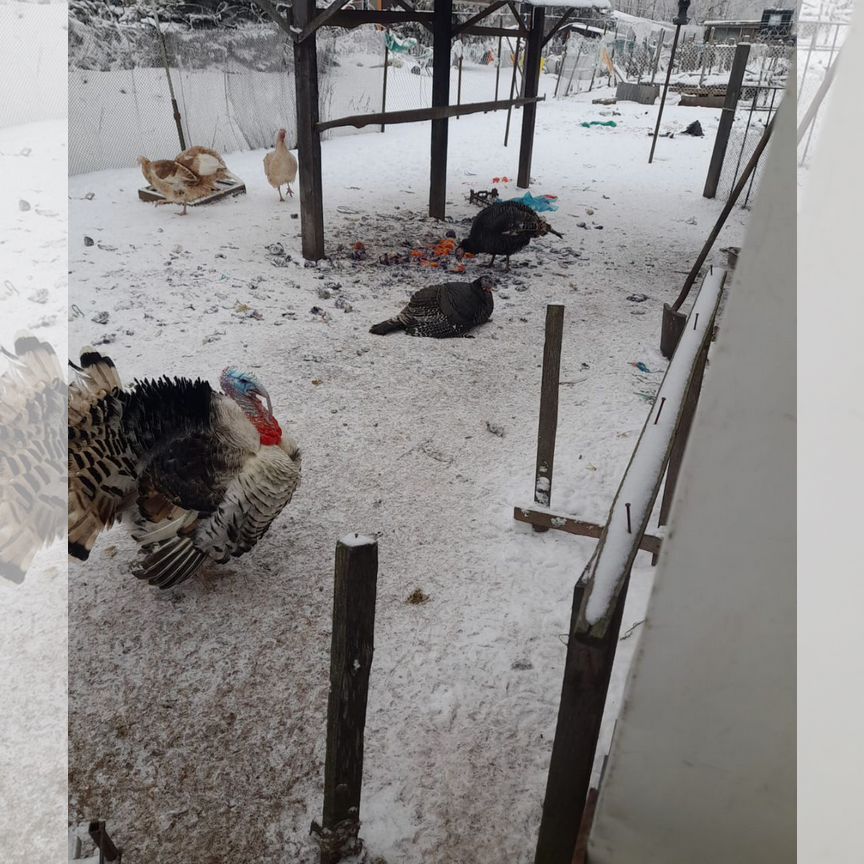 Индюки на обмен