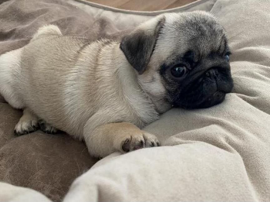 Щенки мопса москва