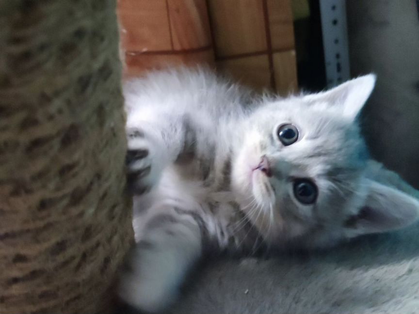Котята