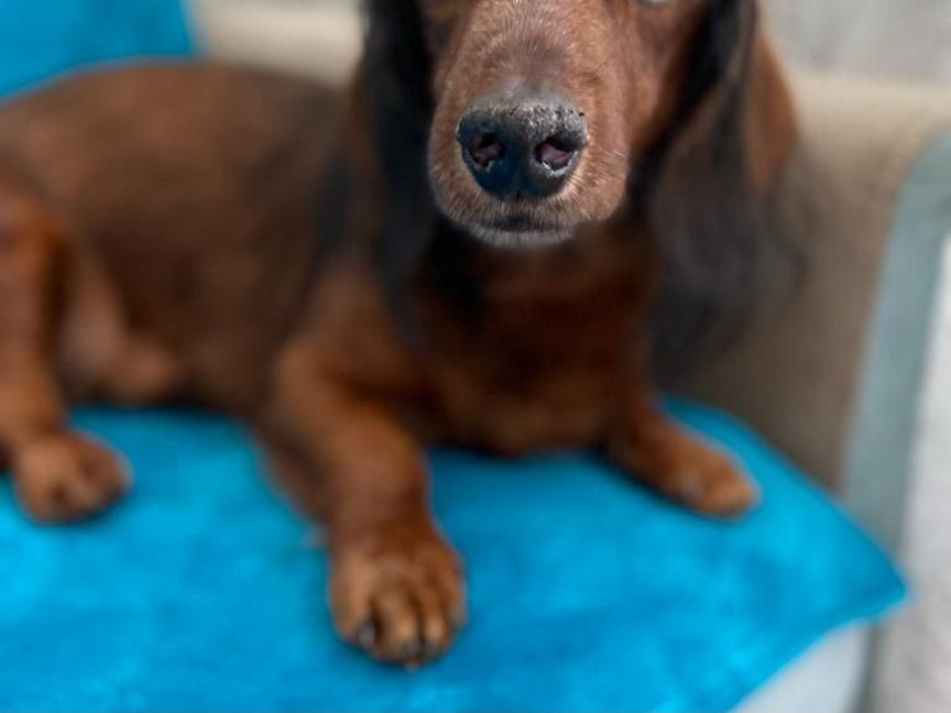 Длинношерстная такса Миша ищет семью