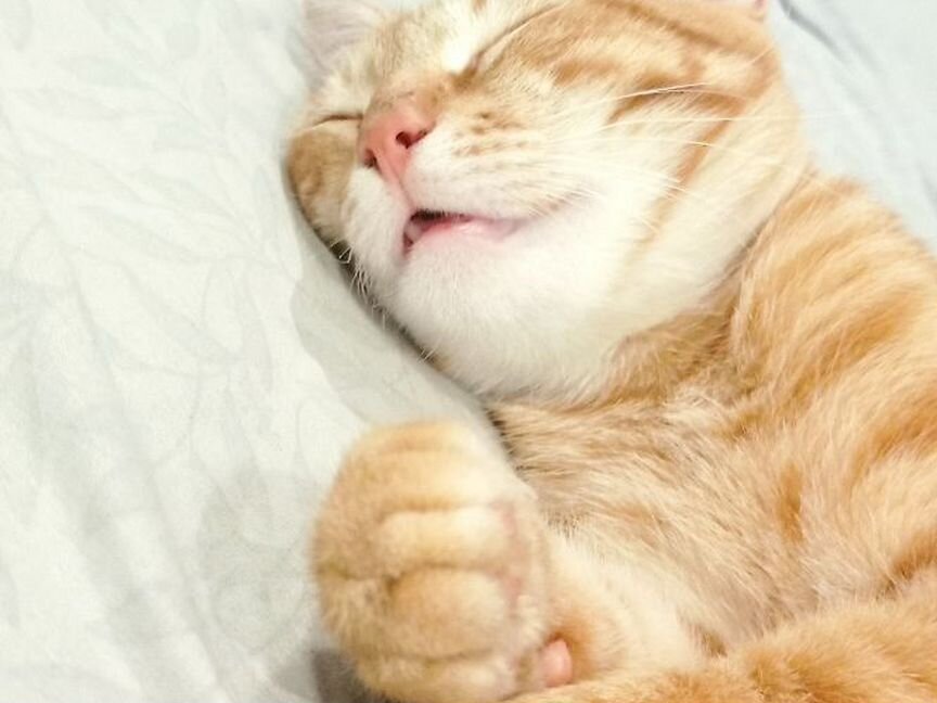 Рыжий котик