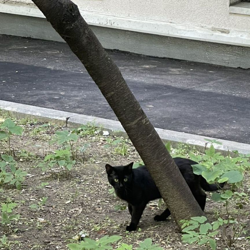 Черный молодой котик ищет дом