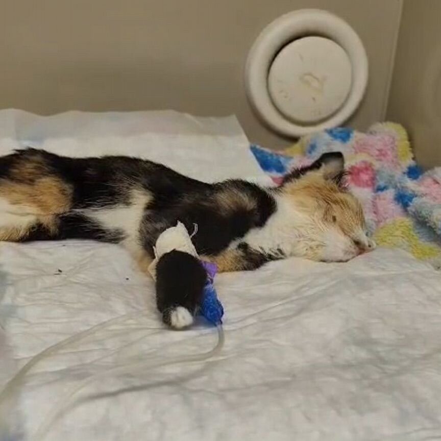 Котенка отравили