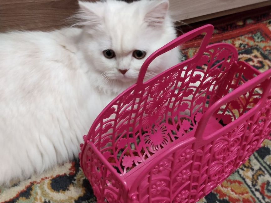 Коты мейн-кун