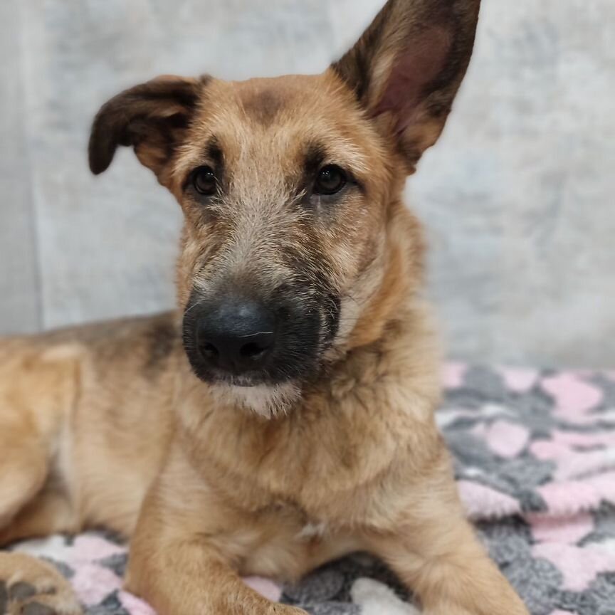 Щенок Машуля 6 месяцев